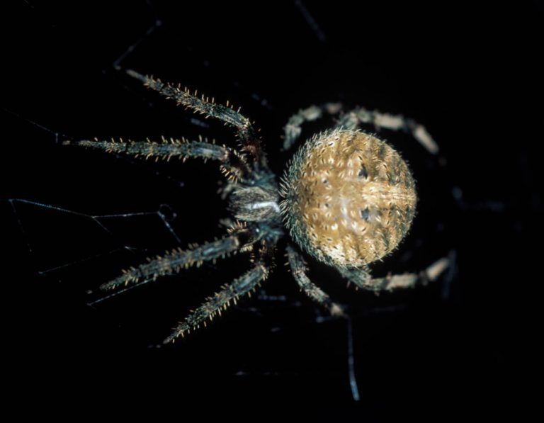 Giant Human Size Spiderweb Found in Missouri - CWEB