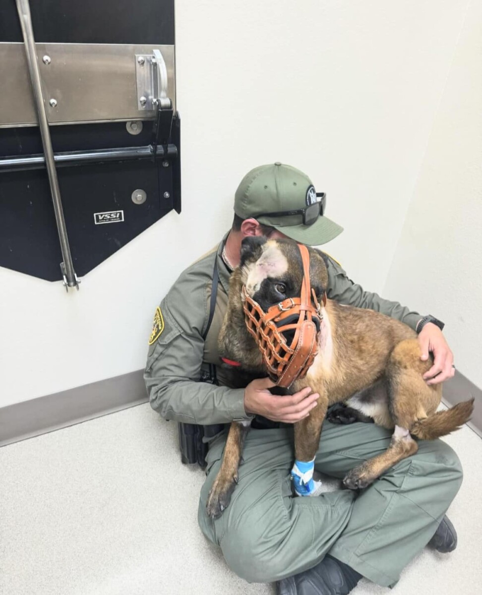 Watch: Las Vegas Police rescue K9 Enzo after heroic stand against ...